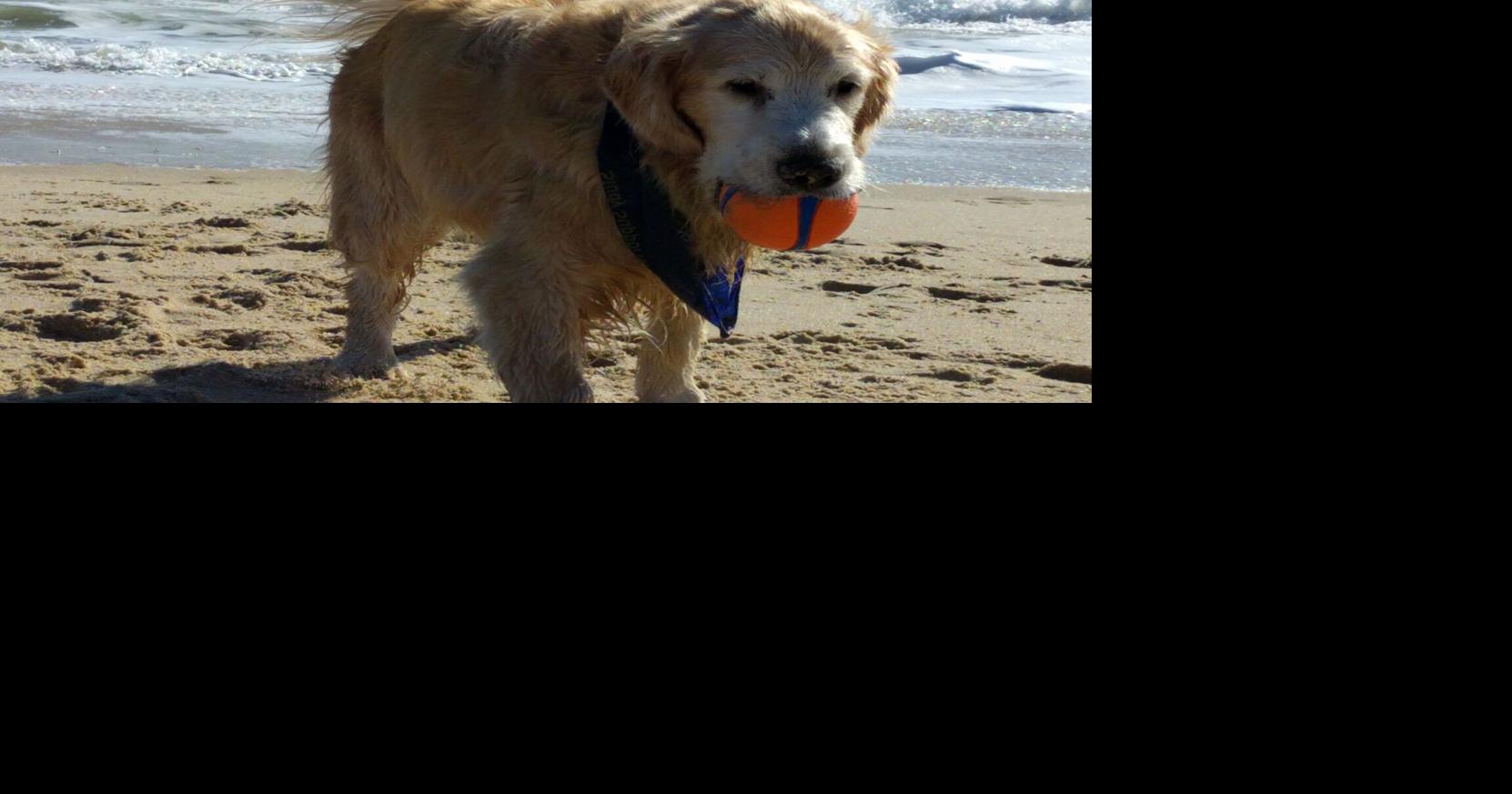 Dogs are Back on the Beach and Boardwalk in Ocean City | Latest News ...