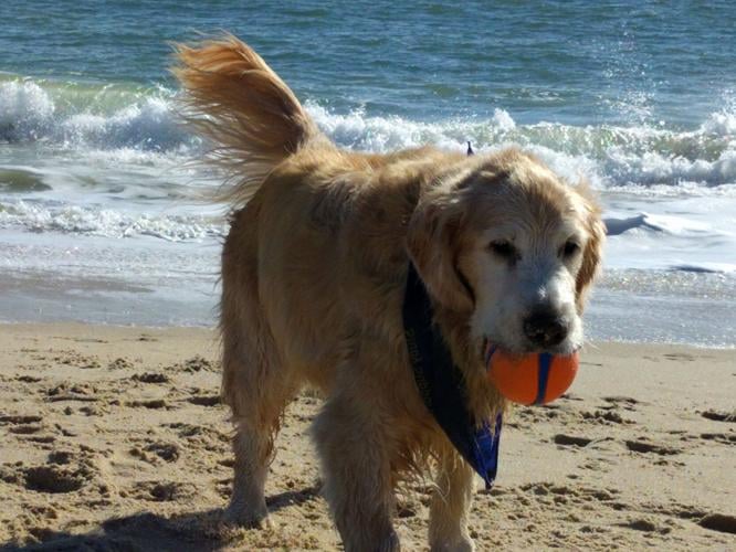 Dewey’s Golden Jubilee is a Weekend for the Dogs | Community | wboc.com