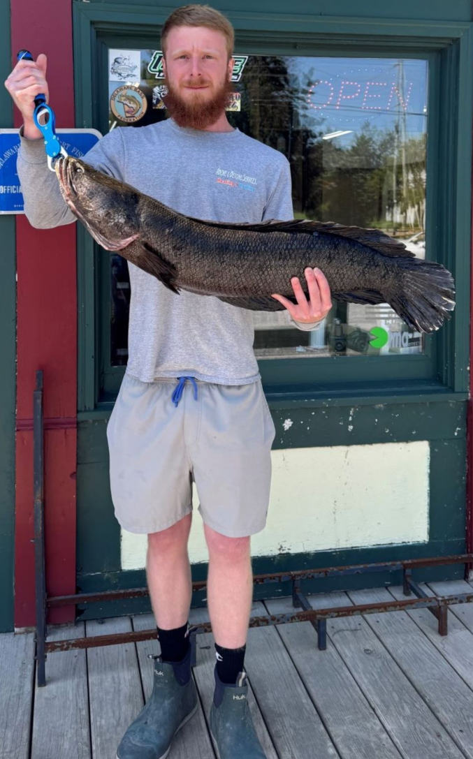 Record Snakehead Caught Near Harrington | Latest News | wboc.com