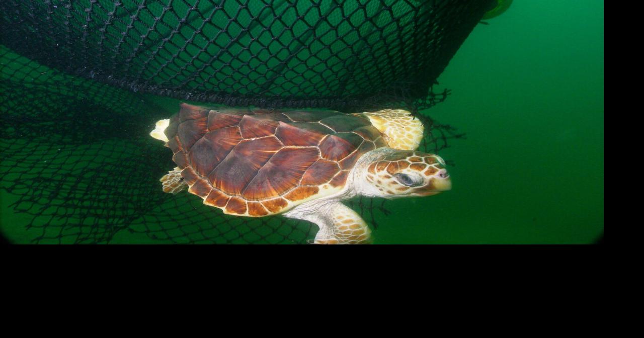 NOAA to hold fishing workshop in Ocean City focused on protected ...