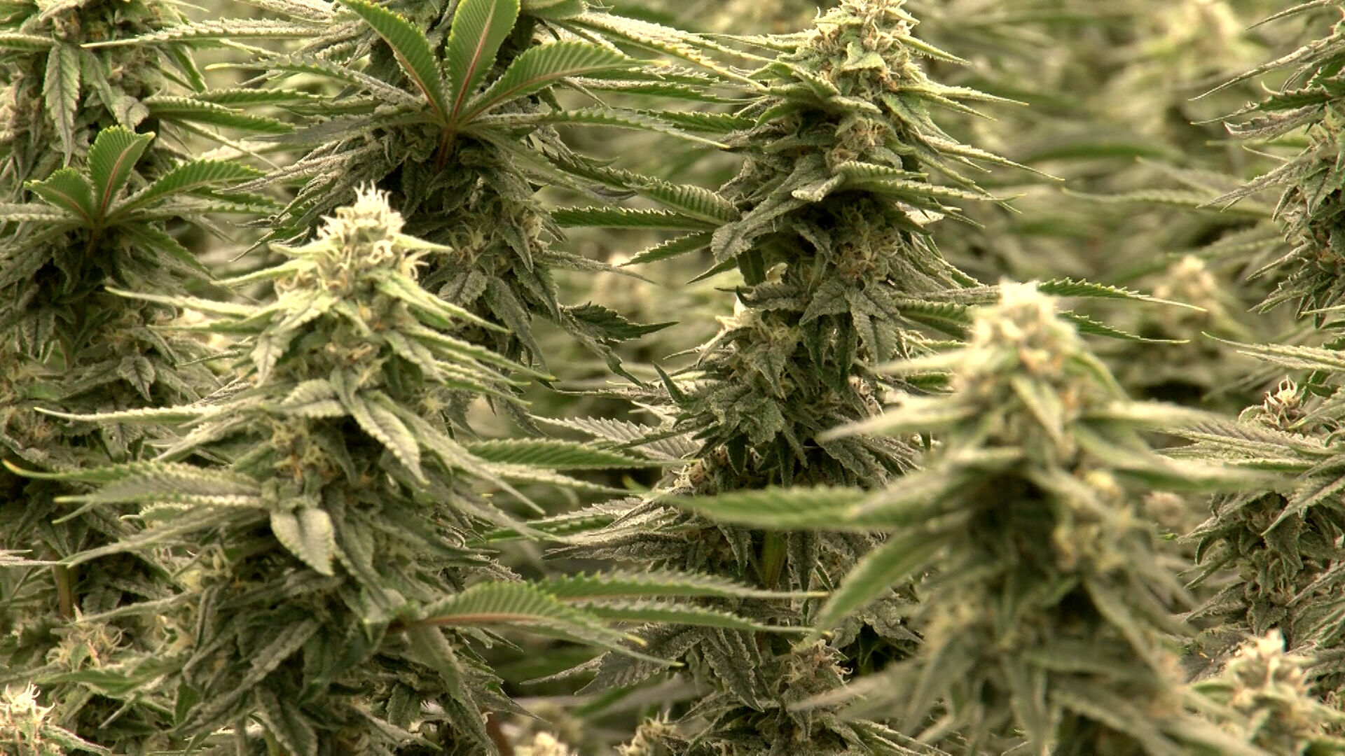 Retail Marijuana Zoning Changes Approved in Sussex County | Latest News ...