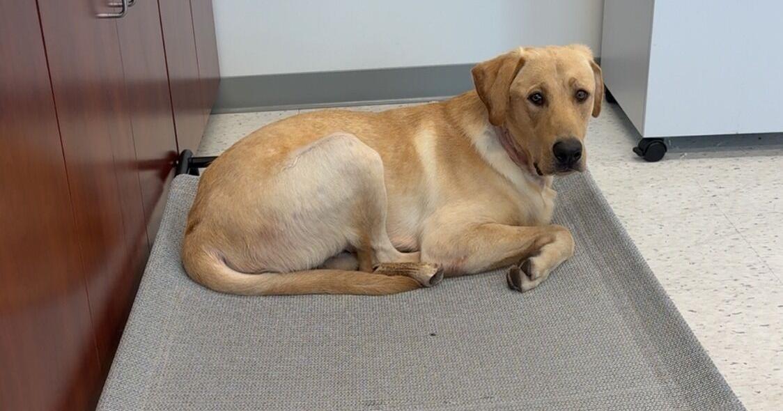 First-ever K9 for Millsboro Police | Latest News | wboc.com