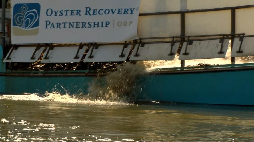 Oyster Recovery Partnership Dumps 10 Billionth Oyster Into The Bay ...