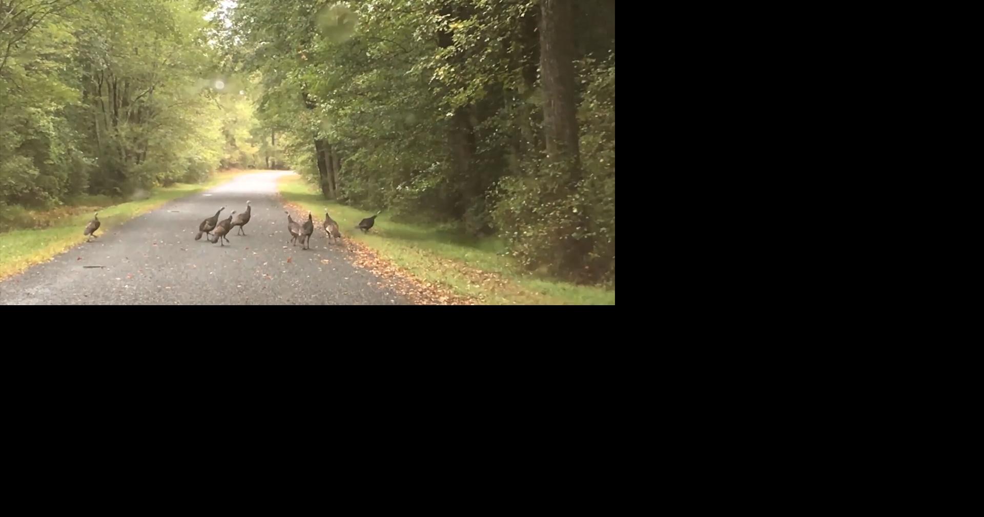Travels With Charlie: Rafter of Turkeys | | wboc.com