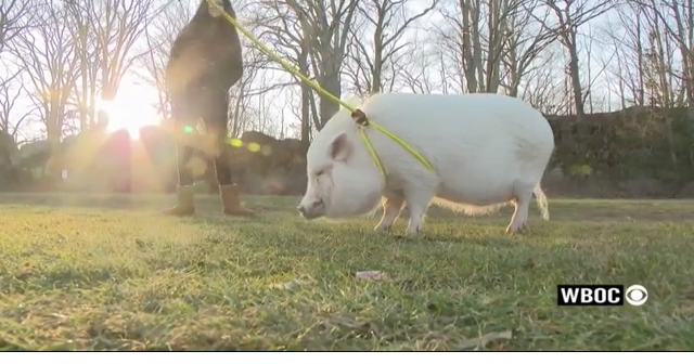 "Party Pig" Entertains People Of All Ages | Latest News | wboc.com