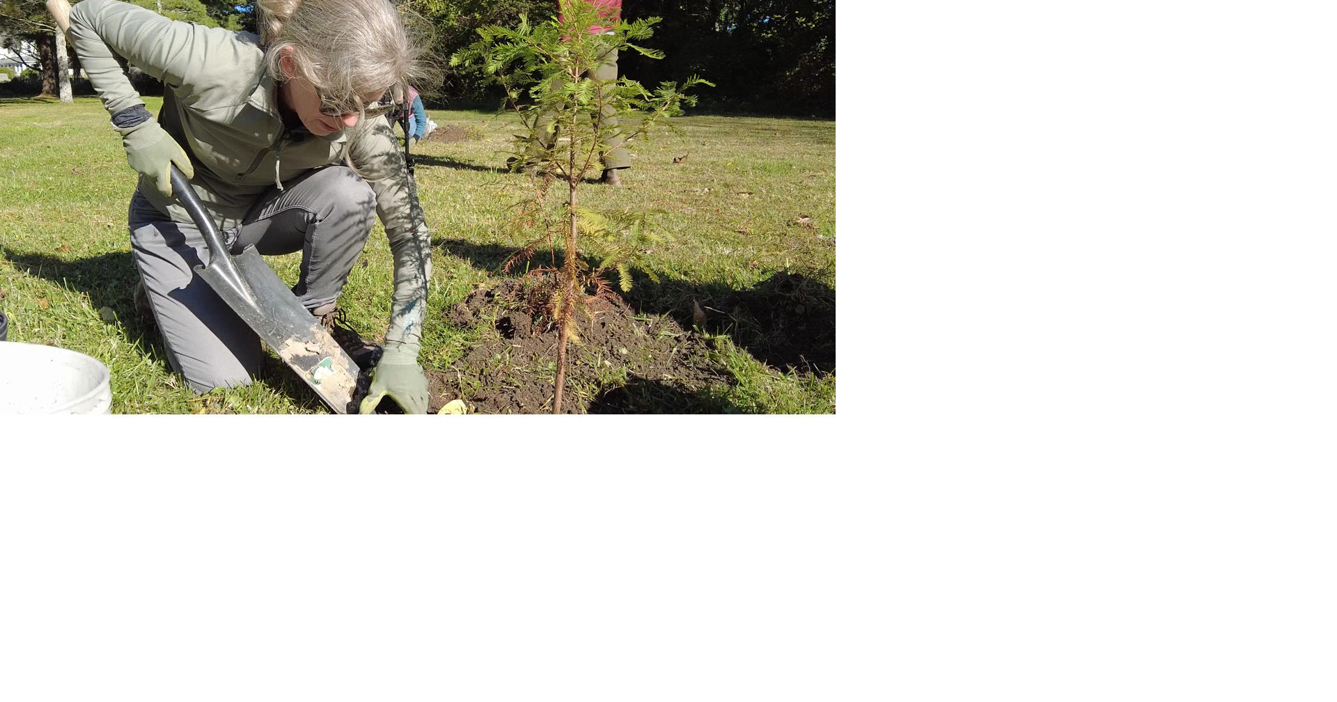 Volunteers plant first trees of 'Keep Berlin Cool' | Latest News | wboc.com
