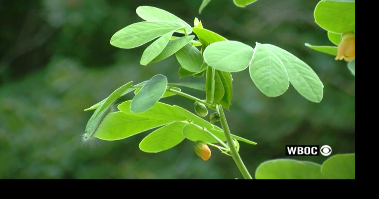 Travels With Charlie: Plants Do Move | Travels With Charlie | wboc.com