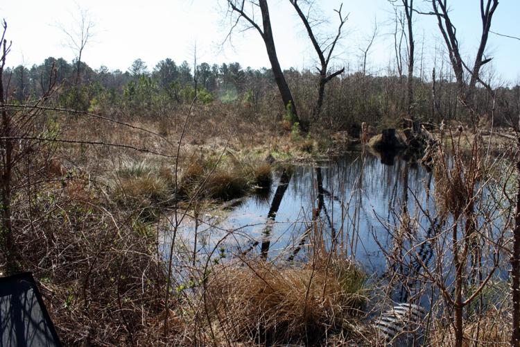 The Great Cypress Swamp Wetlands Restoration—Gallery | Delmarvalife ...