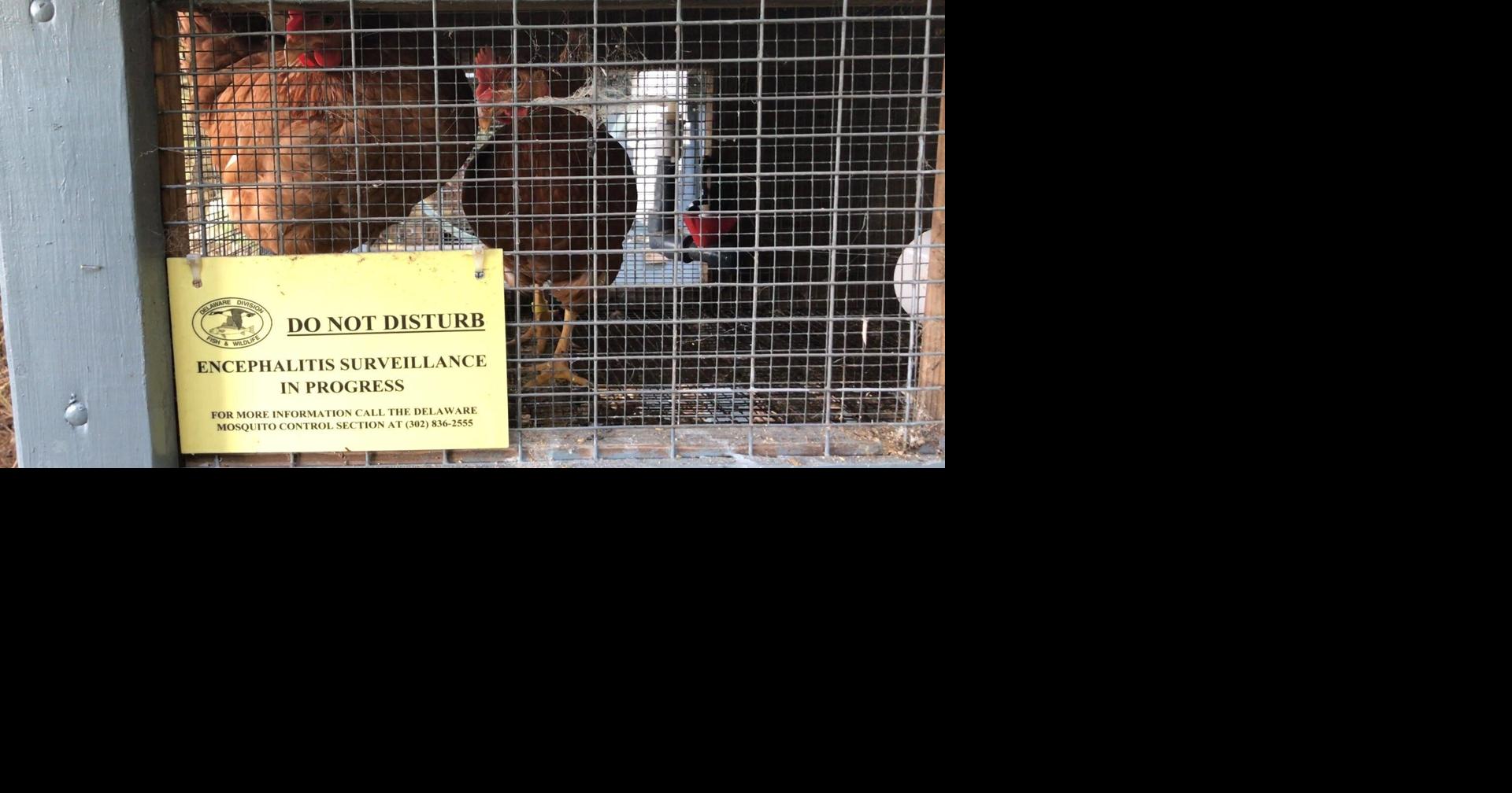 "Sentinel Chickens" Offer Early Notice of Mosquito-Borne Diseases in ...