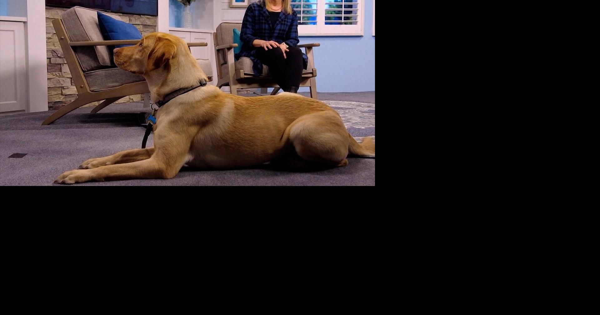 J.C. Richardson Of Delmarva K9 Joins Us Today To Show Us How To Teach ...