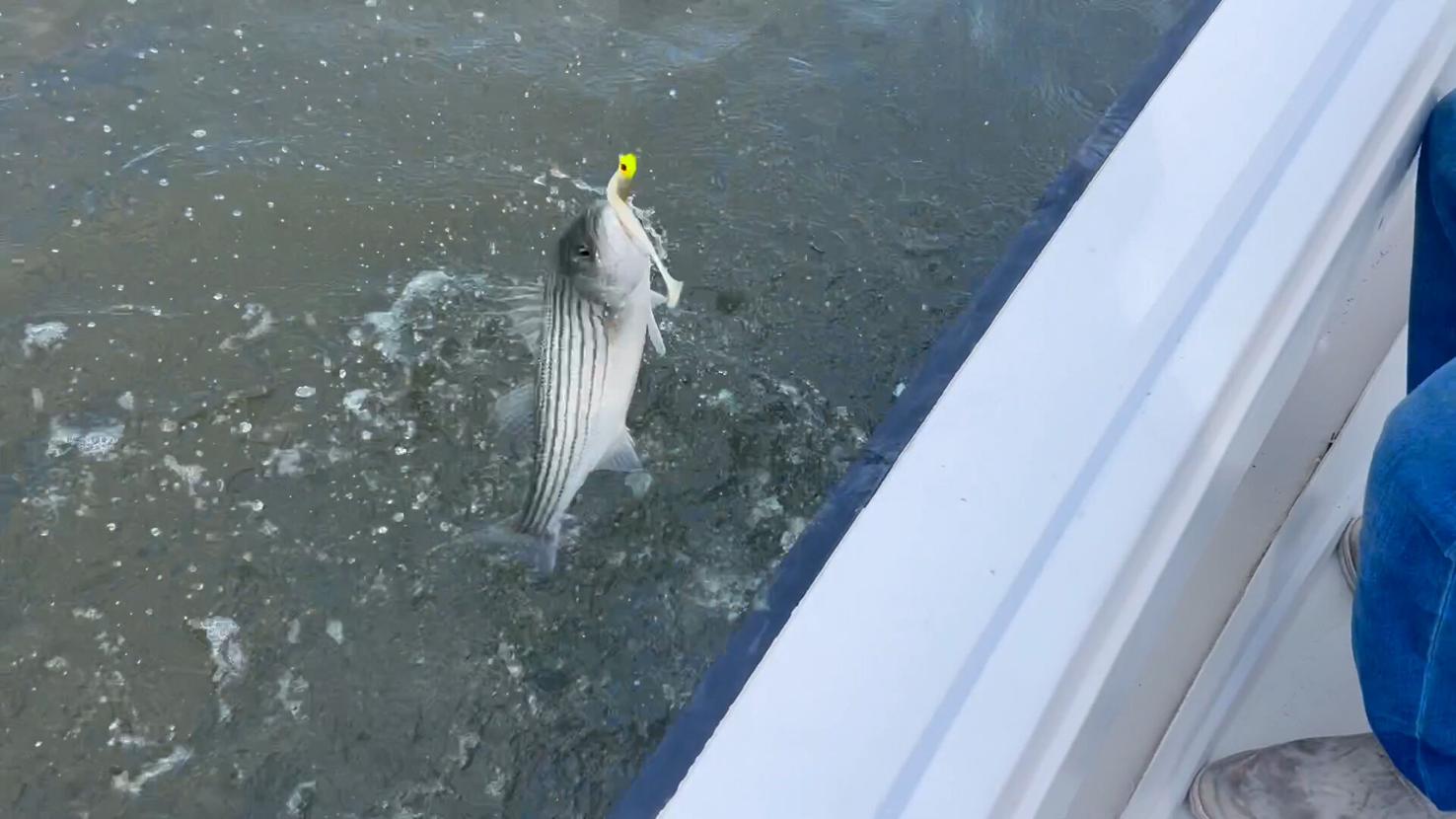 ASMFC Votes to Keep Striped Bass Regulations for 2025 Season | Latest ...