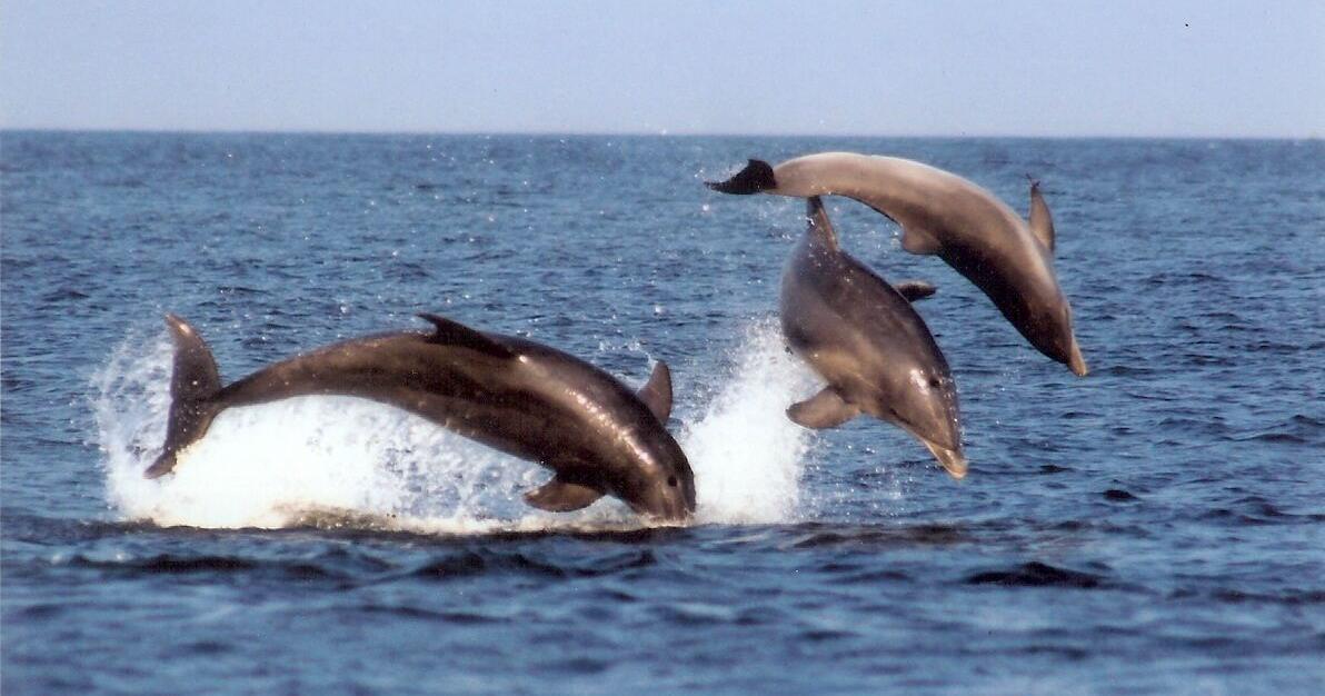 Dolphin Count to Return With a Splash to Delaware | Latest News | wboc.com