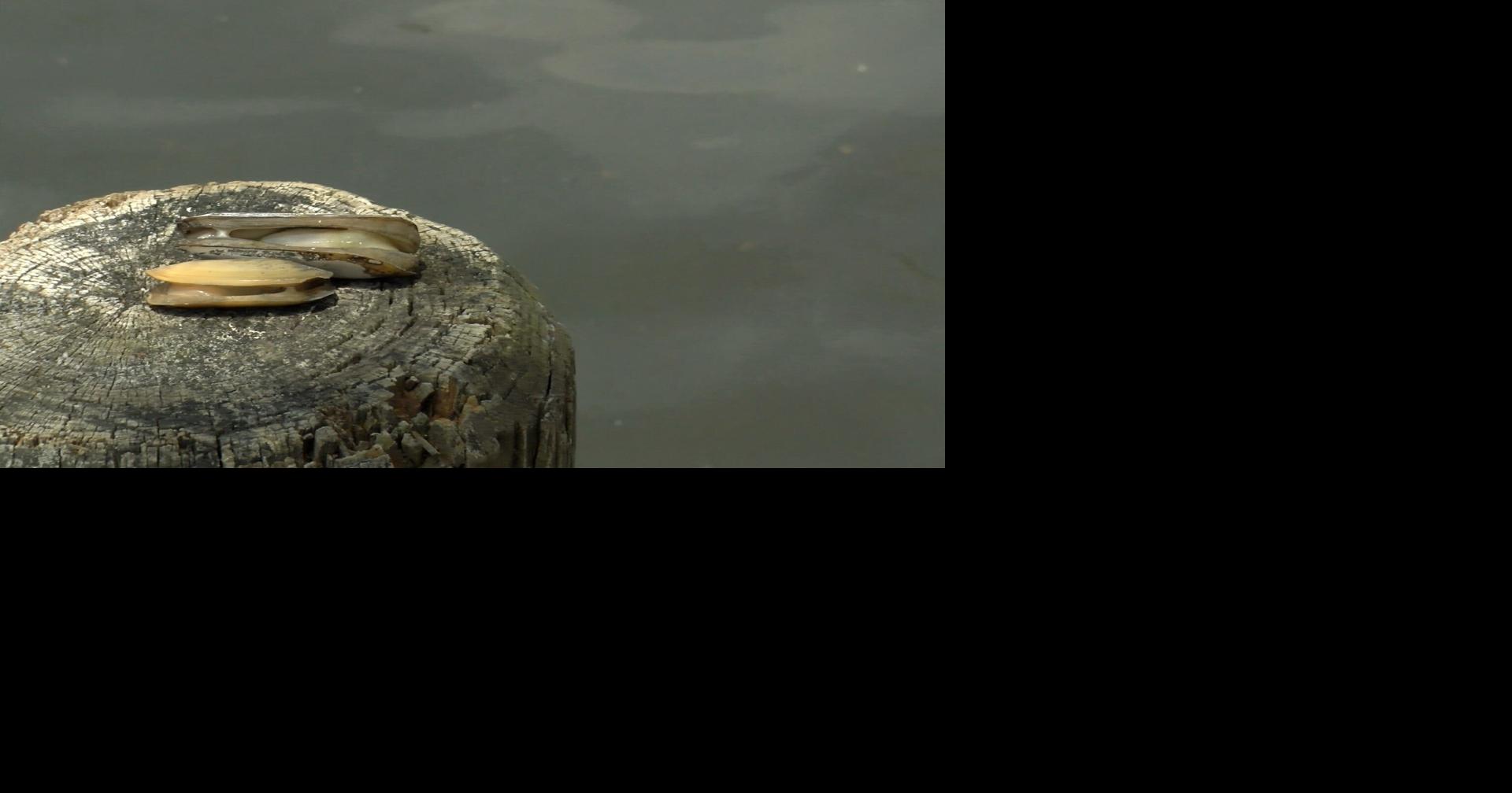 Razor Clams Die in Upper Chesapeake Bay, Worrying Watermen | Local News ...