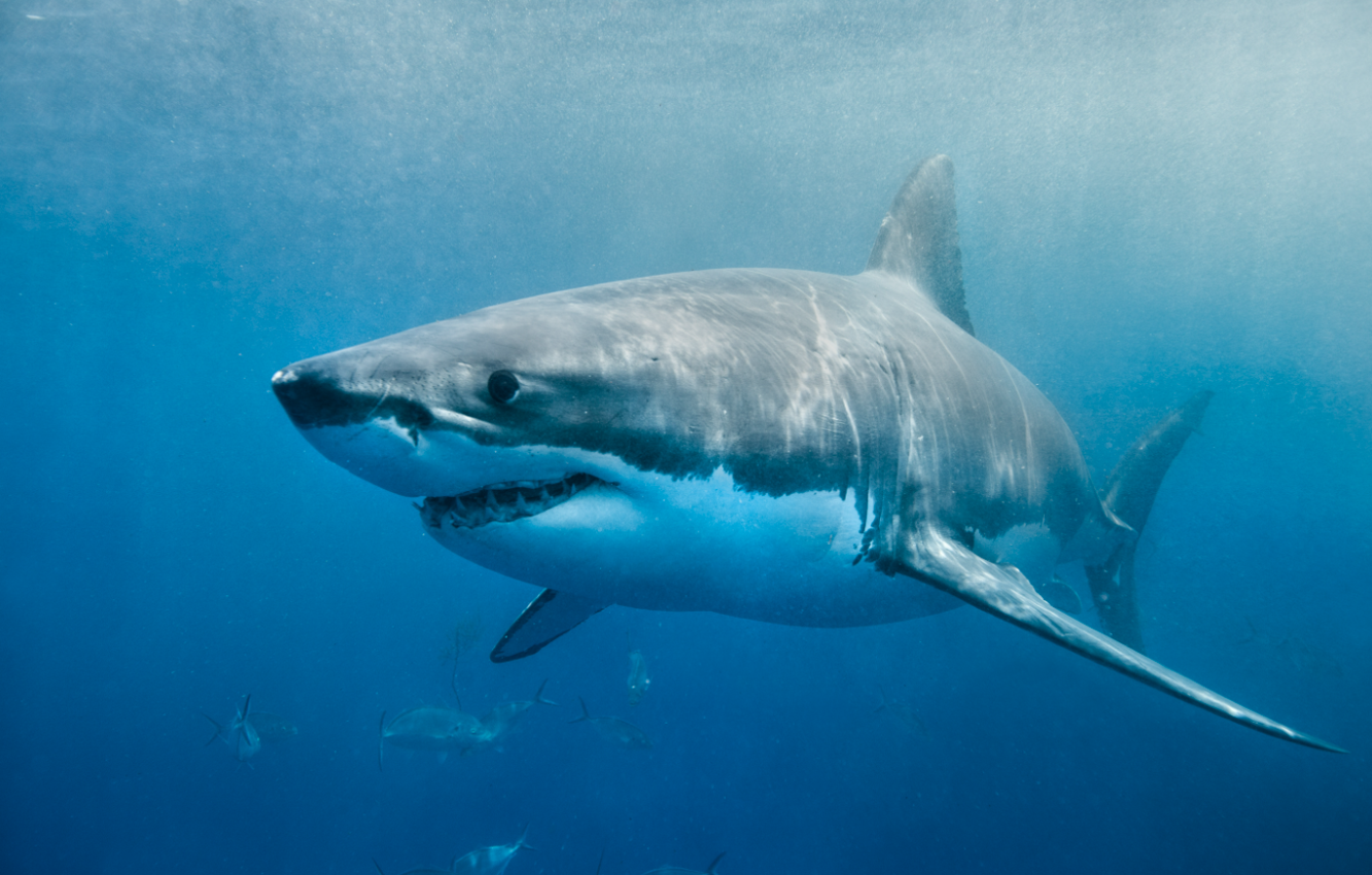 Sharks off Delmarva: Understanding the Apex Predators of the Atlantic ...