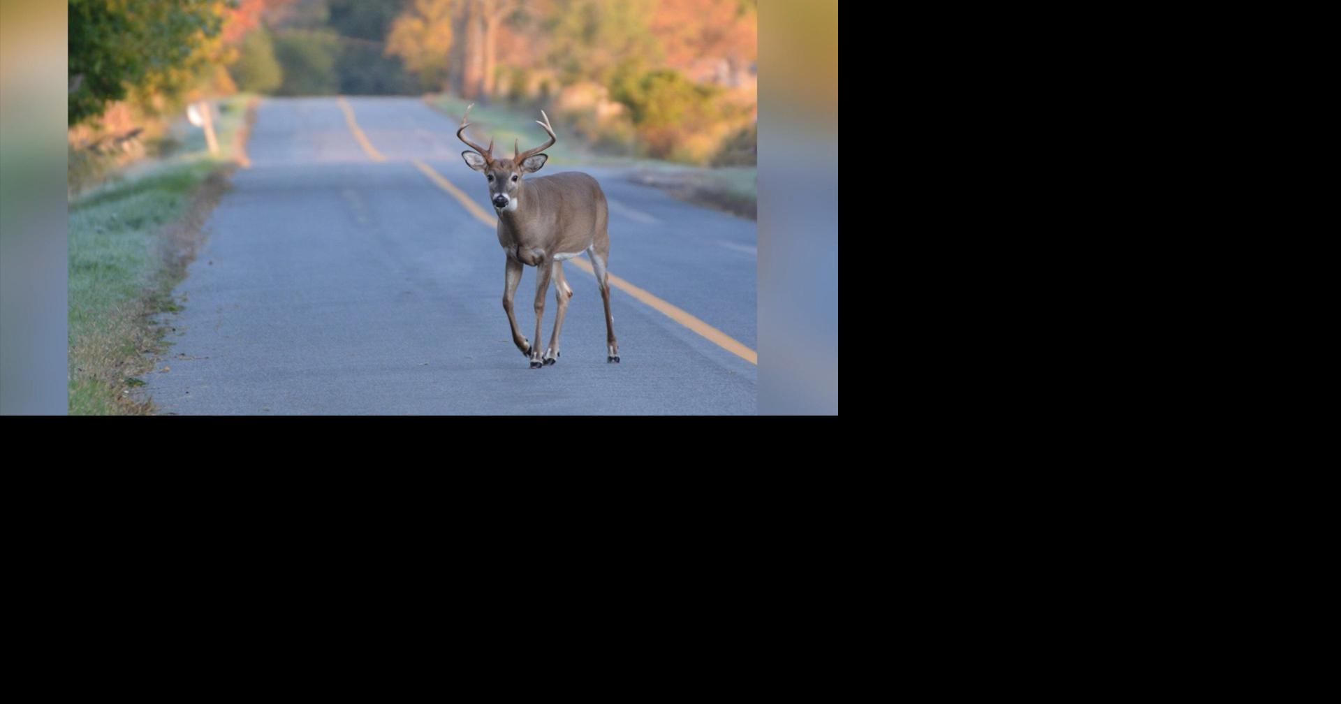 We Talk With The Landmark Insurance Team About How Deer Can Effect Your ...