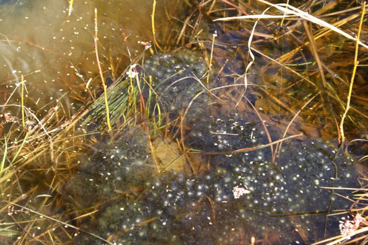 The Great Cypress Swamp Wetlands Restoration—Gallery | Delmarvalife ...