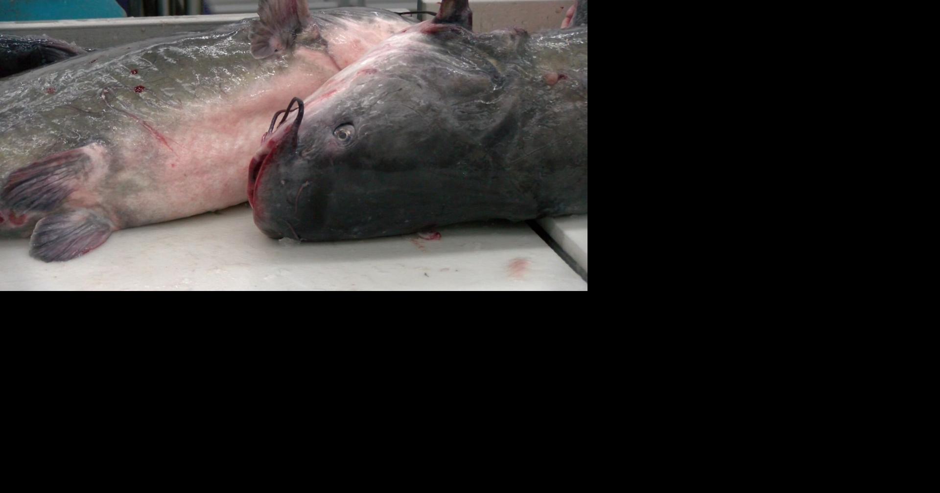 Maryland Expands Efforts to Control Invasive Blue Catfish in Chesapeake ...
