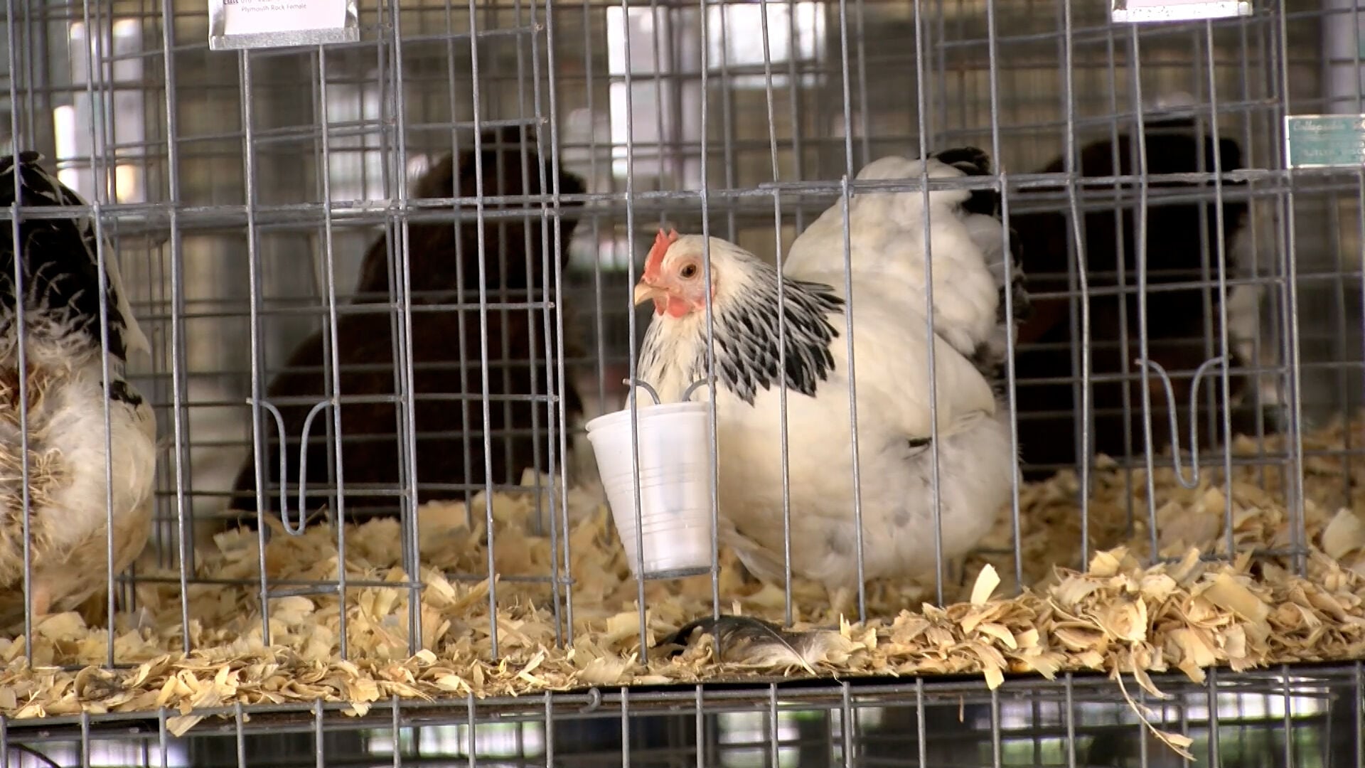 Maryland researchers receive $1.99M grant to develop bird flu vaccine ...