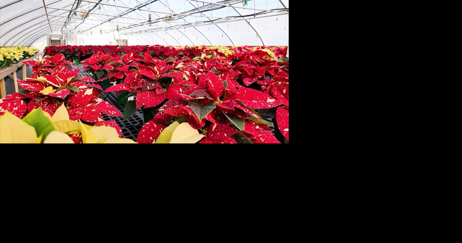 Bella Terra Landscapes and Garden Center has All Kinds of Greenery to ...