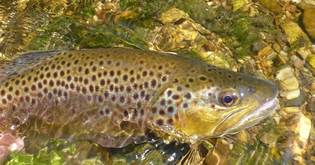 Maryland Trout Fishing Season to Open | Latest News | wboc.com