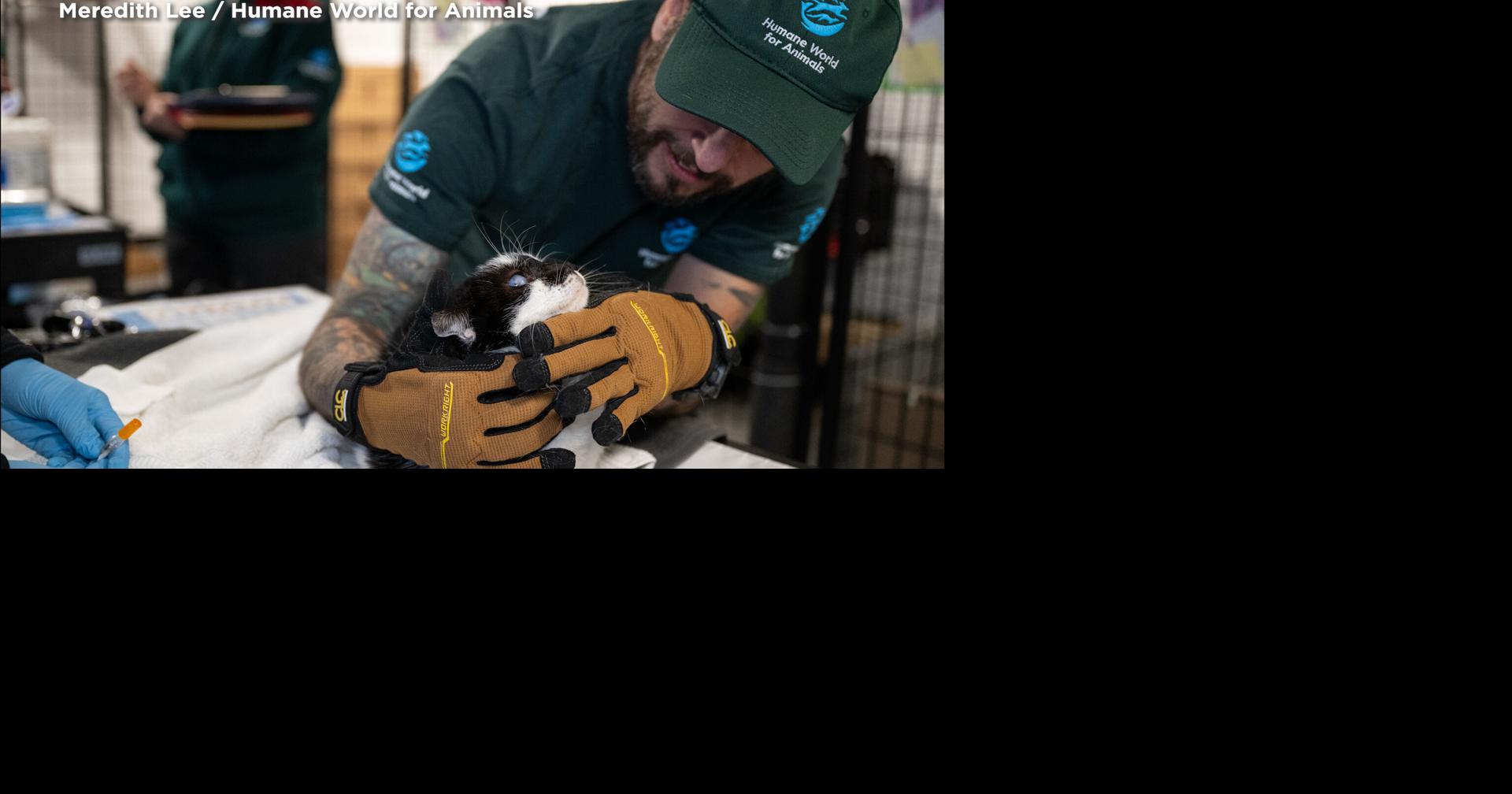 A bizarre and unfortunate rescue mission in Wicomico County | Latest ...