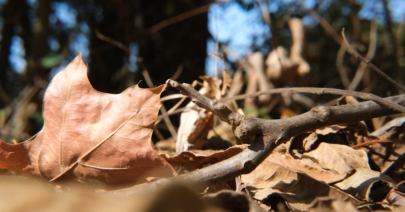 Drought Continues on Delmarva, Setting Record Dryness | Latest News ...