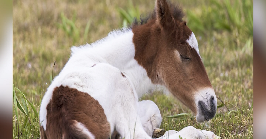 Meet Assateague's NEWEST FOAL | Ft. Photographer, Kevin Lynam ...