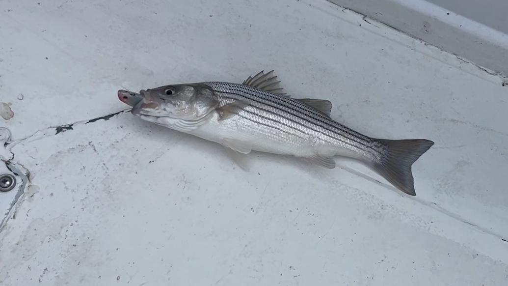 Maryland DNR Considers New Striped Bass Regulations, Sparking Debate ...