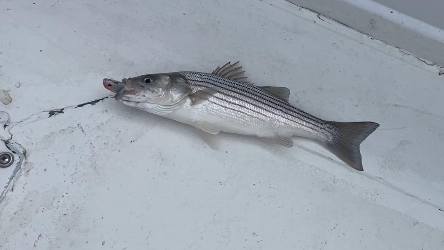 Maryland DNR Considers New Striped Bass Regulations, Sparking Debate ...