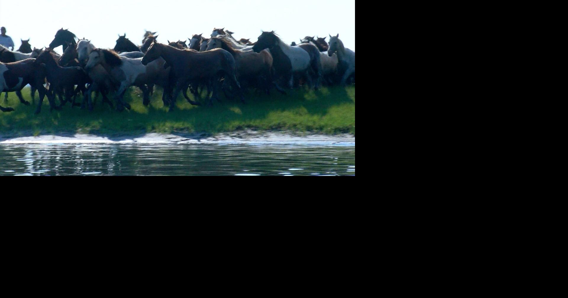 A Century of Tradition, We Relive the 100th Chincoteague Pony Swim ...