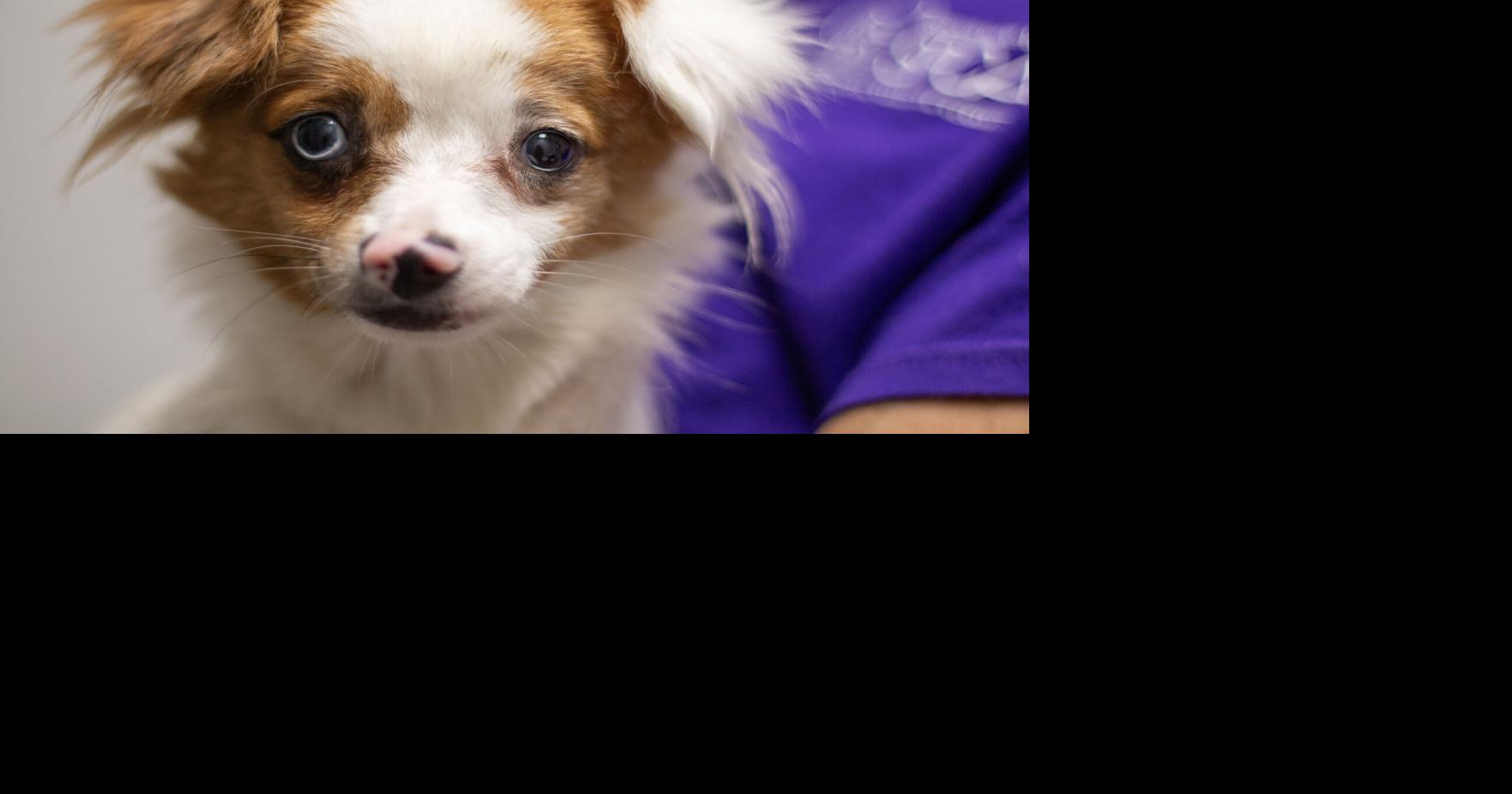Dogs Rescued from Car in Rehoboth Beach Parking Lot Ready for Adoption ...