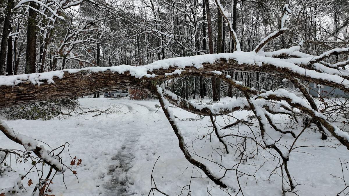 Snowstorm smacks Delmarva, fallen trees quickly follow suit | Latest ...