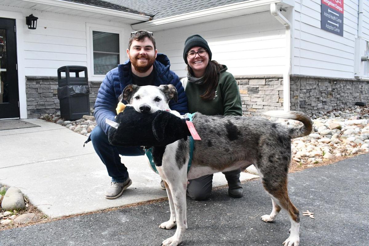 Over 100 pets adopted in Georgetown and Dover during BVSPCA Mega ...