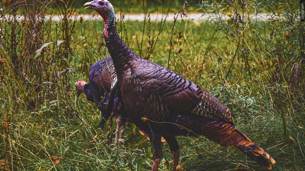 Maryland Wild Turkey Survey Underway | Latest News | wboc.com