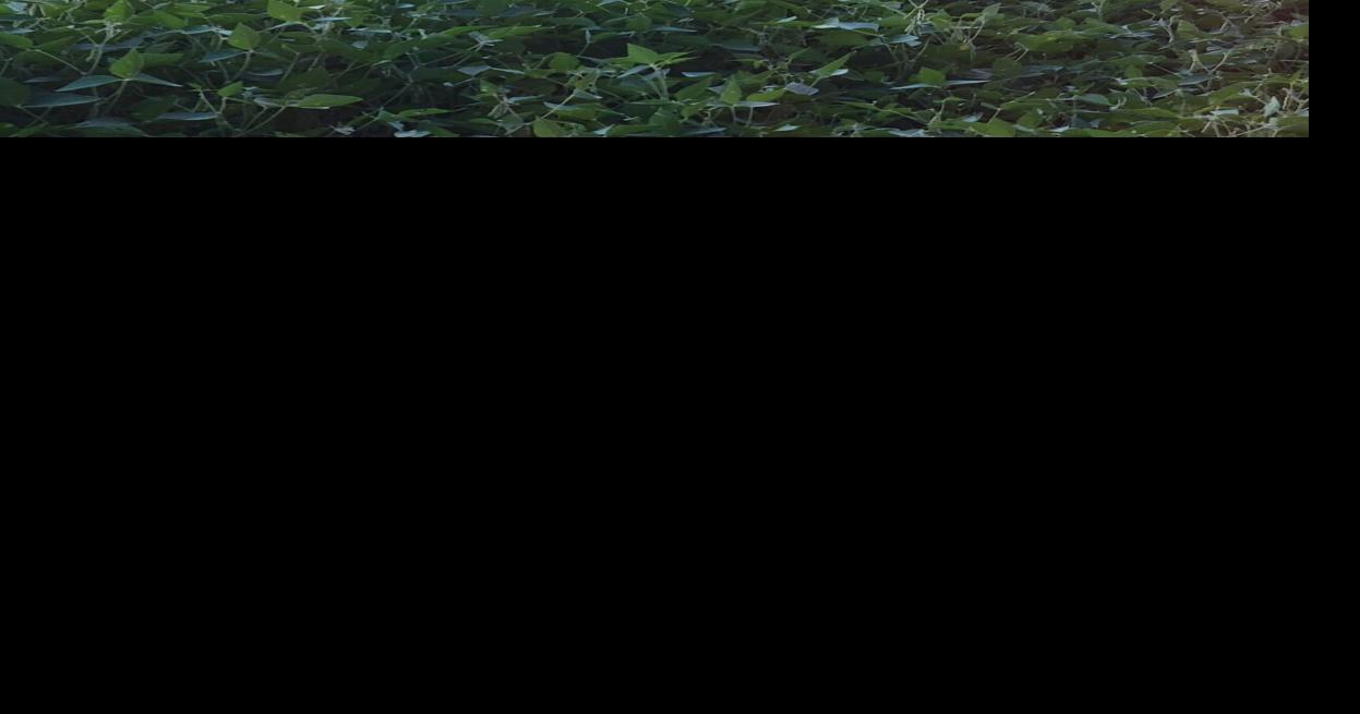 Small Plane Crashes off Runway in Accomack County | Latest News | wboc.com