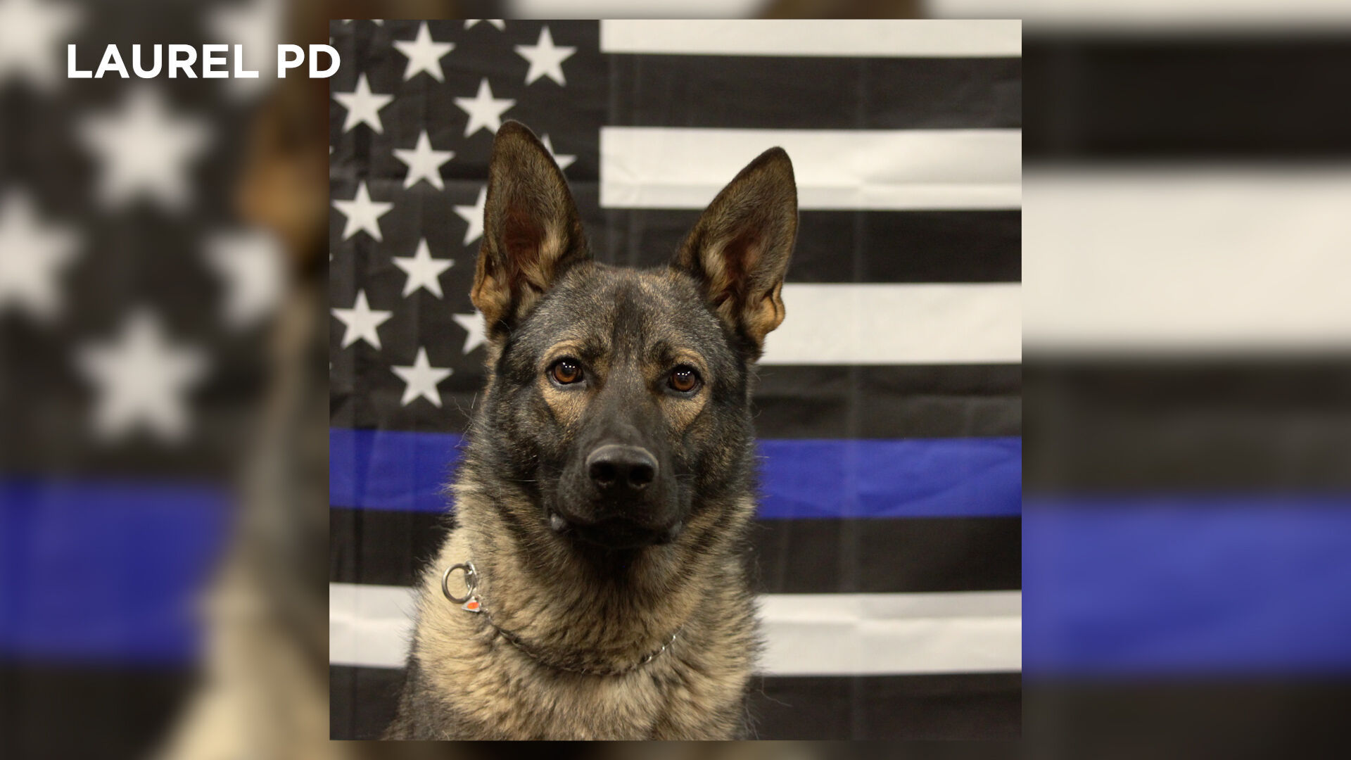 Laurel Police Department fundraising for two new K9 officers | Latest ...