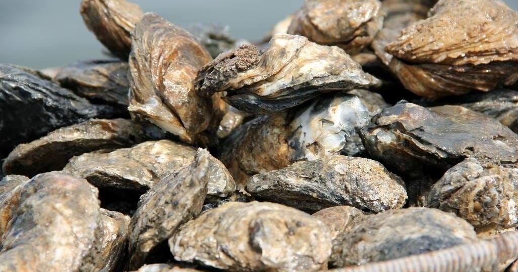 Va. Creek, Portion of Potomac Closed to Shellfish Harvesting | Latest ...