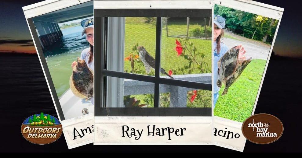 Viewer Pictures - Sept. 2, 2023 | Outdoors Delmarva | wboc.com