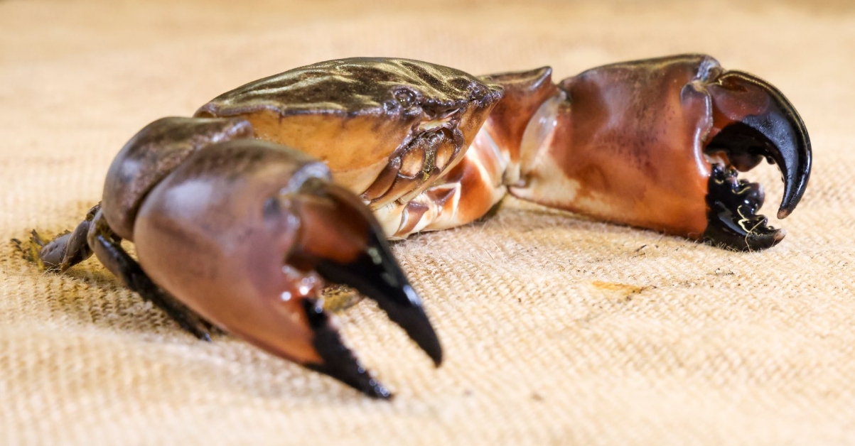 Stone crabs found in Chesapeake Bay for first time on record | Latest ...