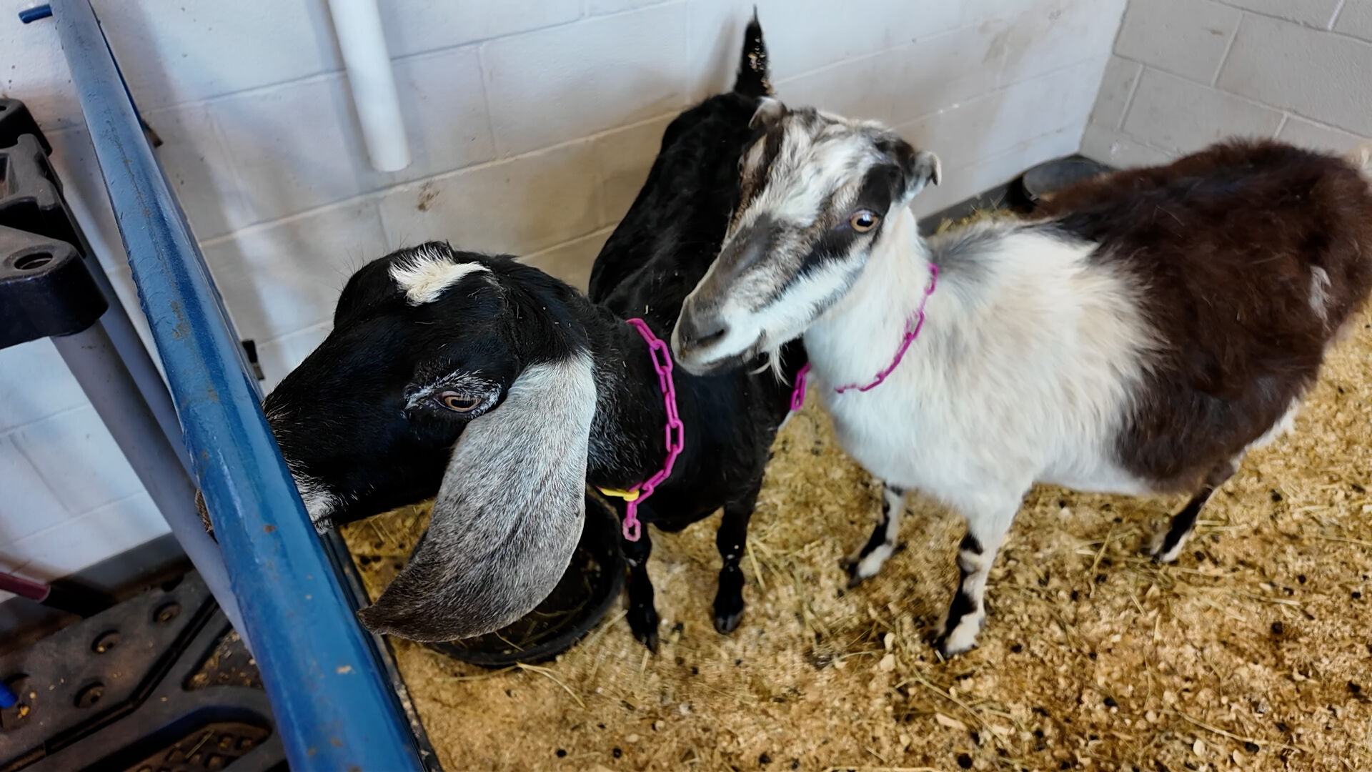 UPDATE: Second Worcester Tech High School Goat Gives Birth to Twins ...