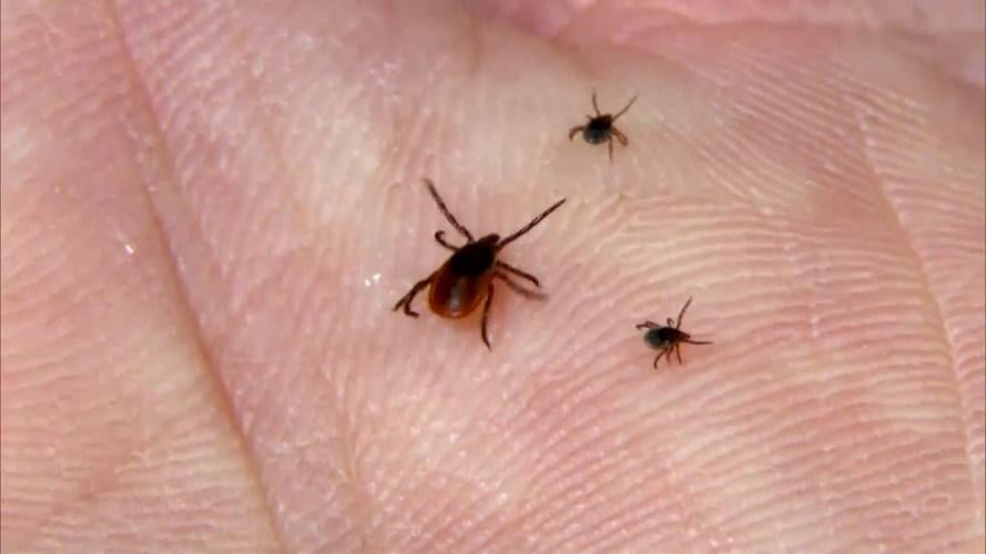 Sussex County Neighbors Ticked Off by Numerous Ticks | Latest News ...