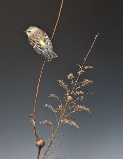 The Ward Museum Presents Best in World Carver & Sculptor Larry Barth on ...