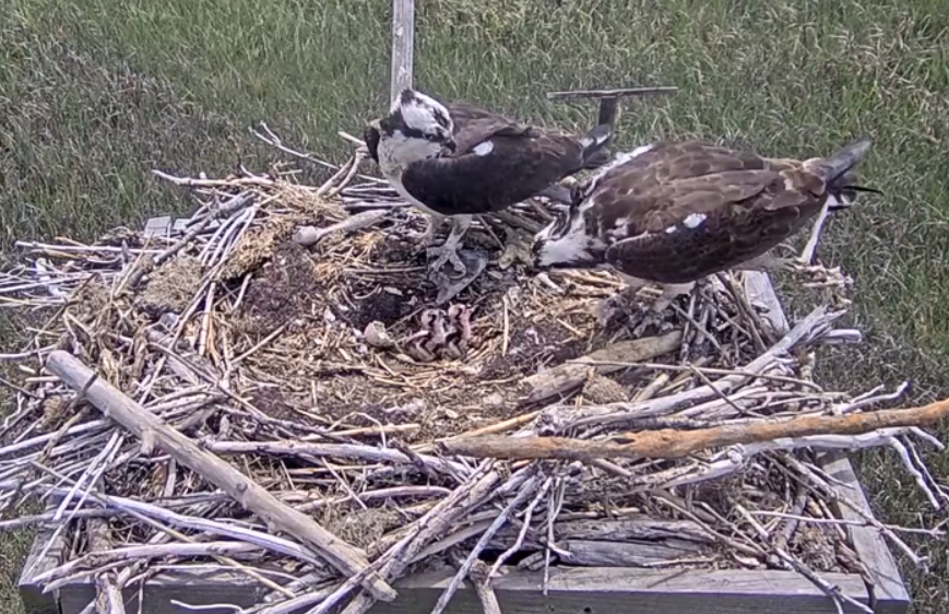 UPDATE: Pair of Osprey Chicks at Mispillion Harbor Take First Flight ...