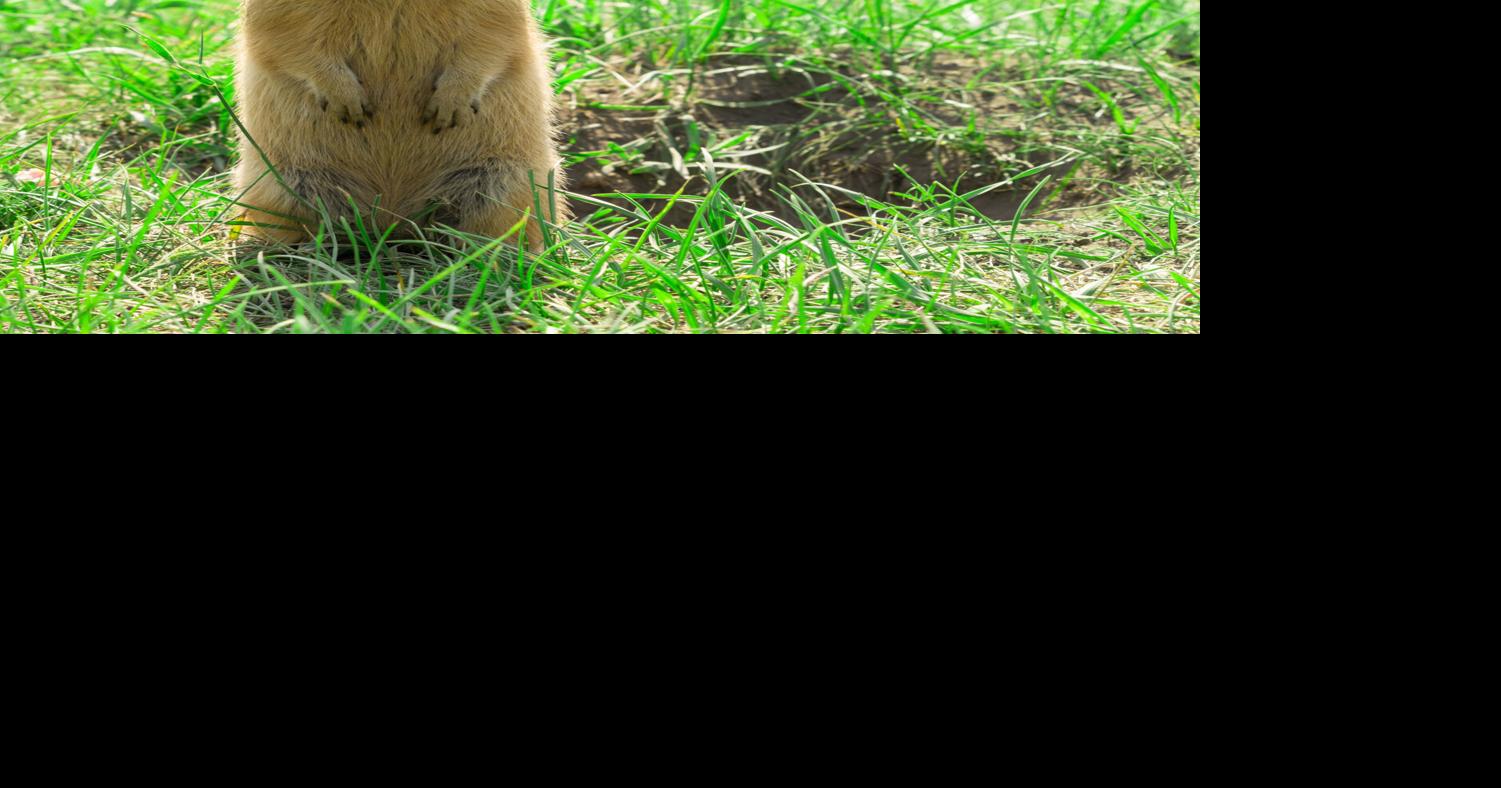 Groundhog In Wilmington Tests Positive for Rabies; Delaware's First ...