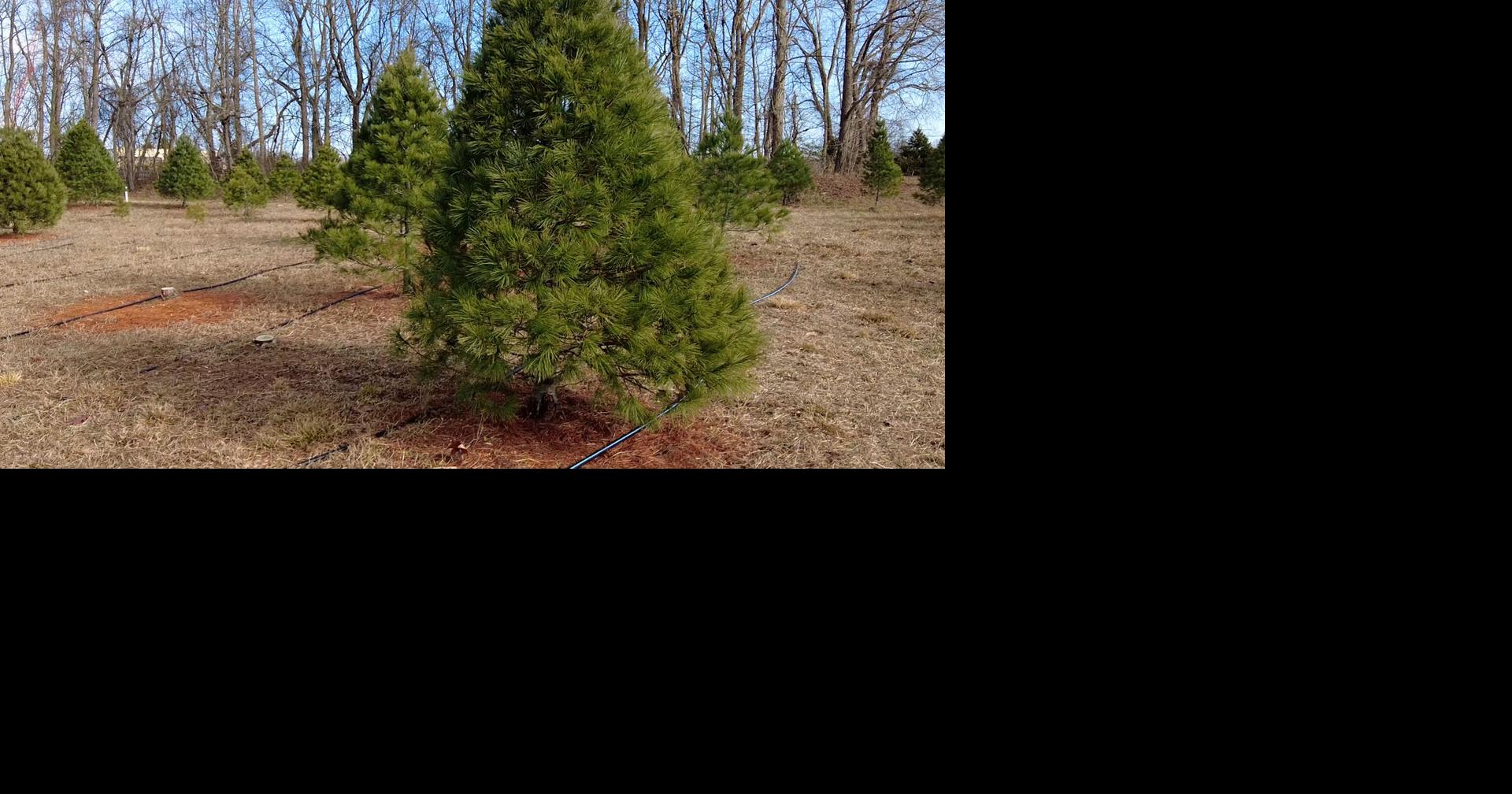 Poynter’s Tree Farm Set to Close After 60 Years of Holiday Magic ...