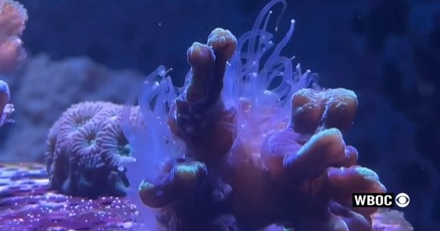 Corals Rescued From Illegal Wildlife Trade | Latest News | wboc.com