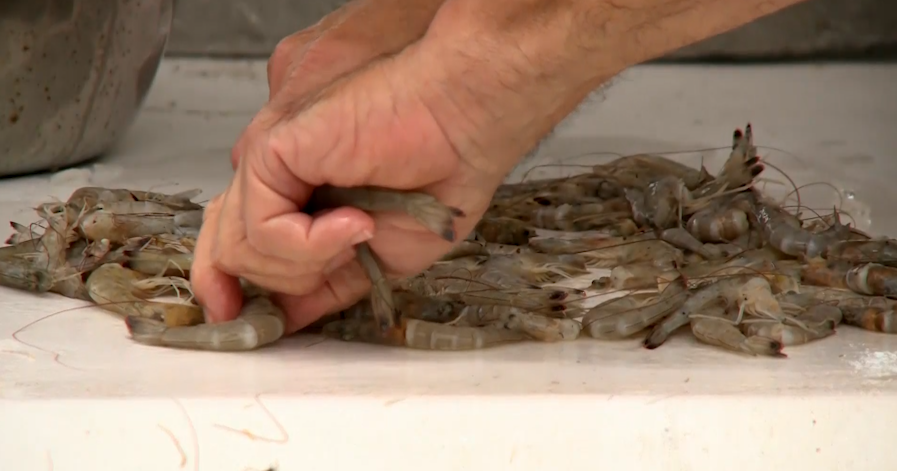 Shrimping Coming to Maryland | Latest News | wboc.com