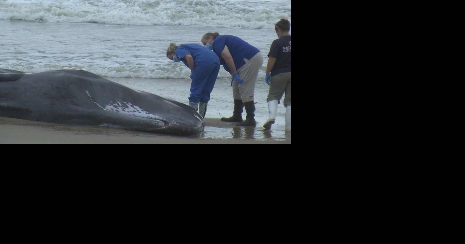 Beached Whale Dies on Ocean City Beach | Maryland News | wboc.com