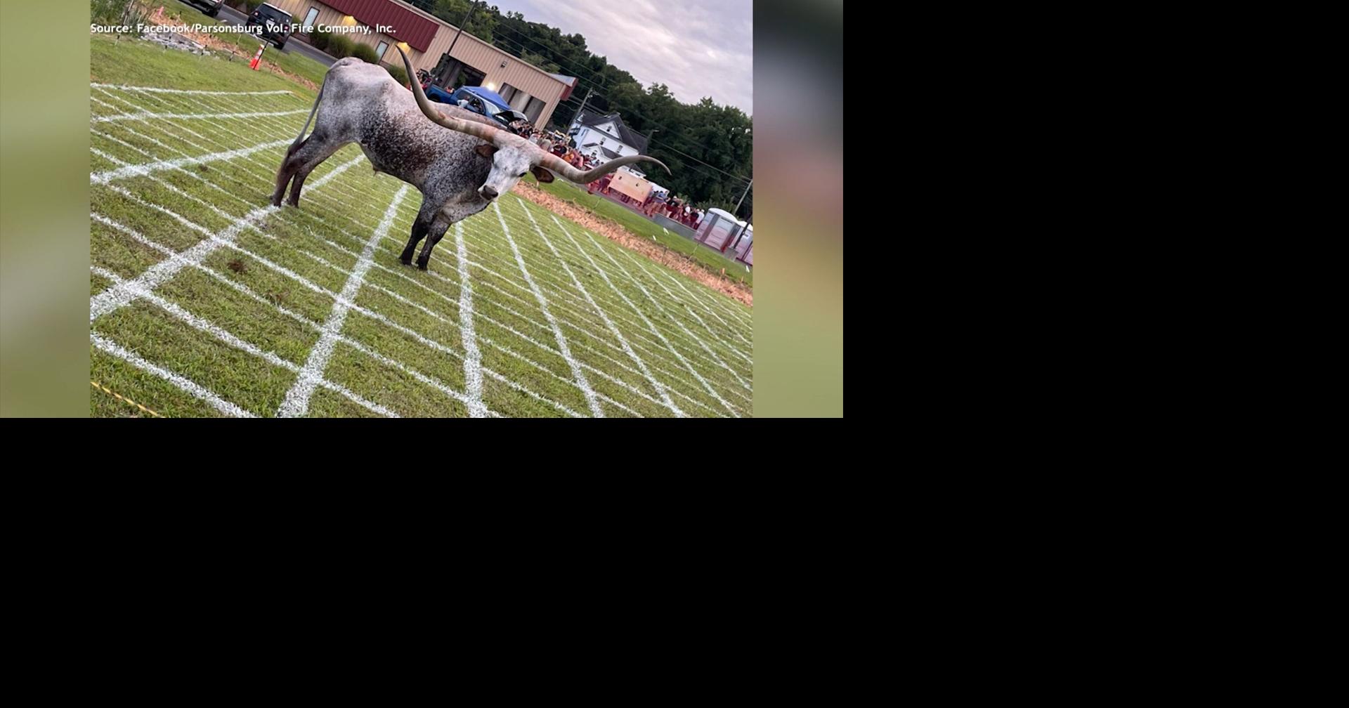 The Parsonsburg Volunteer Fire Co. Tells Us All About Their Patty Plop ...