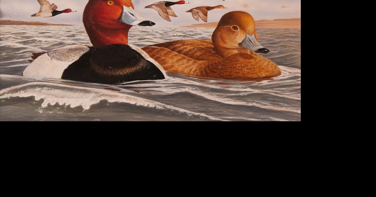 Winning Waterfowl Stamp to Debut Next Hunting Season | Latest News ...